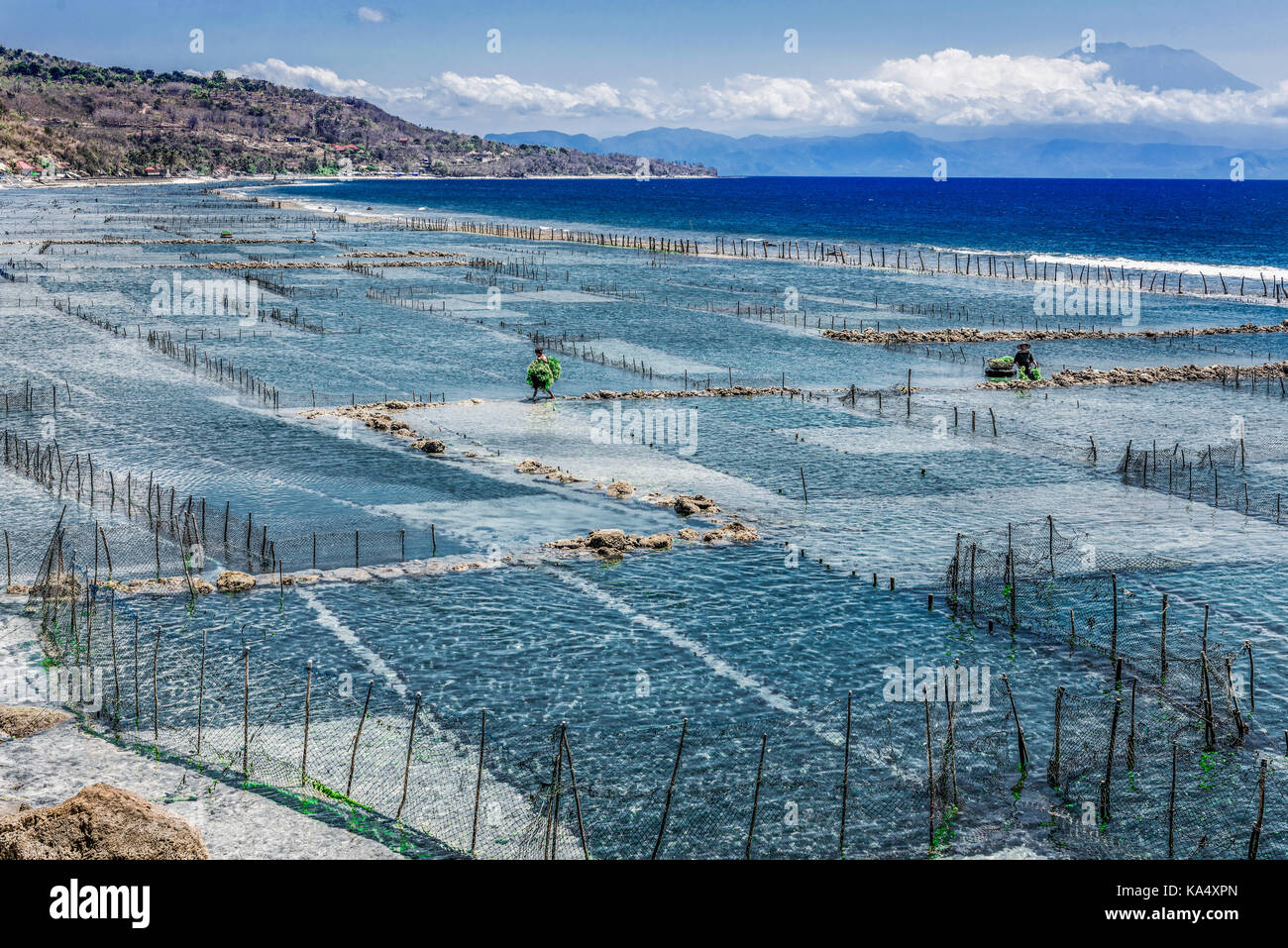 Sea weed farmer at work in sea weed farm in Nusa Penida, Indonesia ...