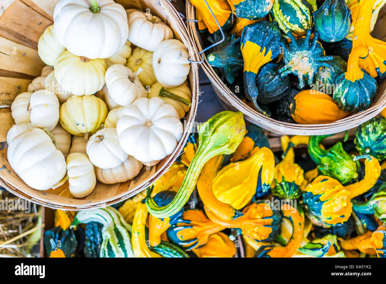 Macro closeup, flat top view of small yellow, white, multicolored ...