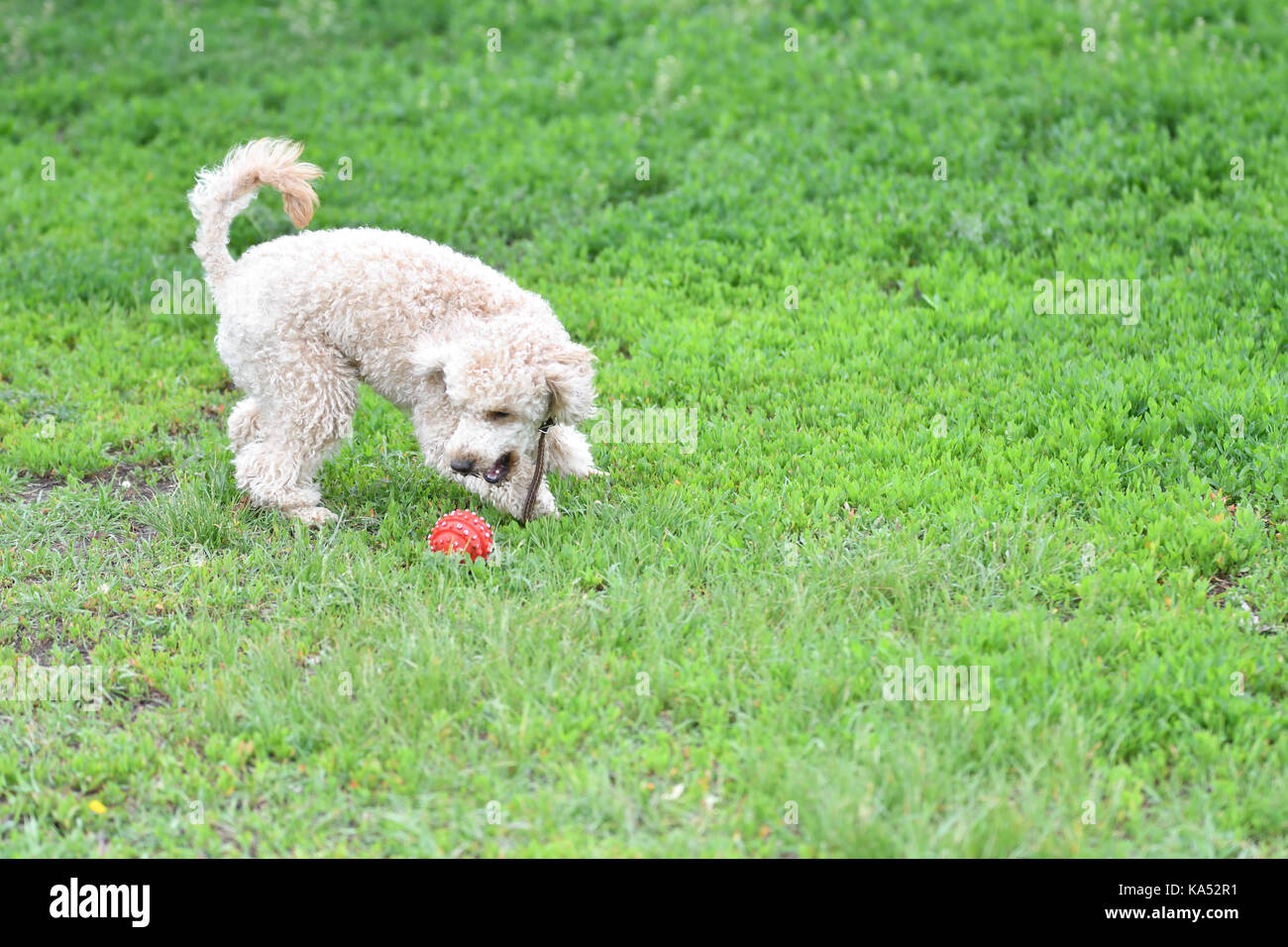 Poodle for a walk playing with ball Stock Photo - Alamy