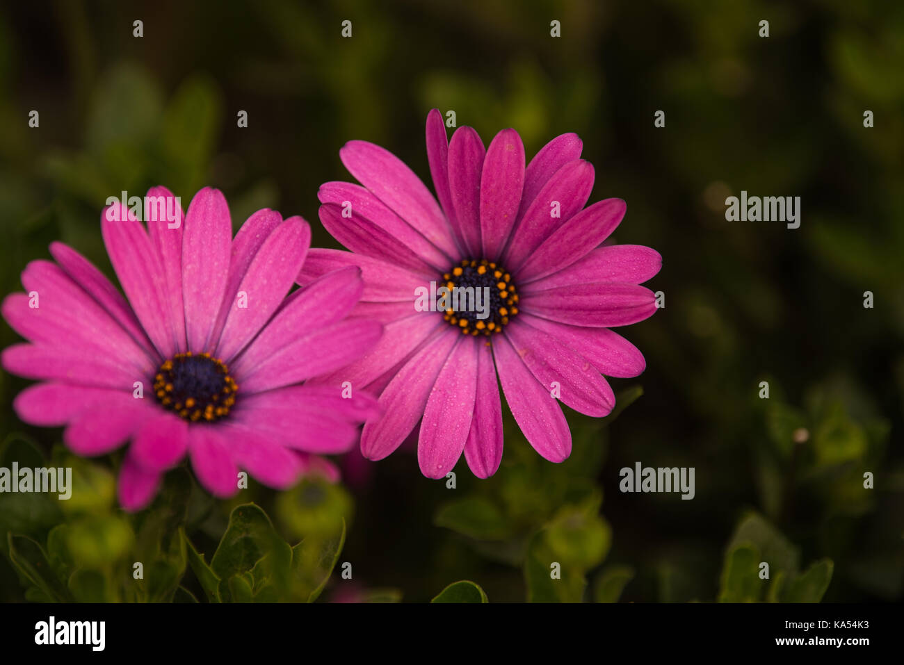 Illicium floridanum hi-res stock photography and images - Alamy