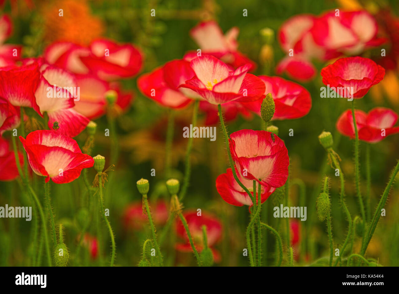 poppy flower, kolkata, west bengal, India, Asia Stock Photo - Alamy