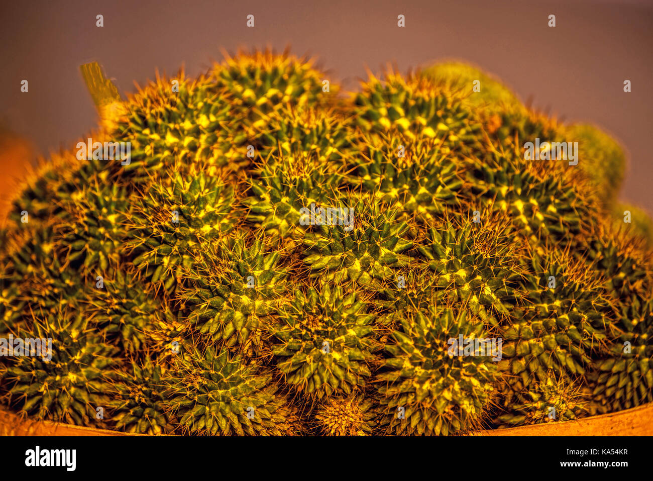 Cactus, kolkata, west bengal, India, Asia Stock Photo - Alamy