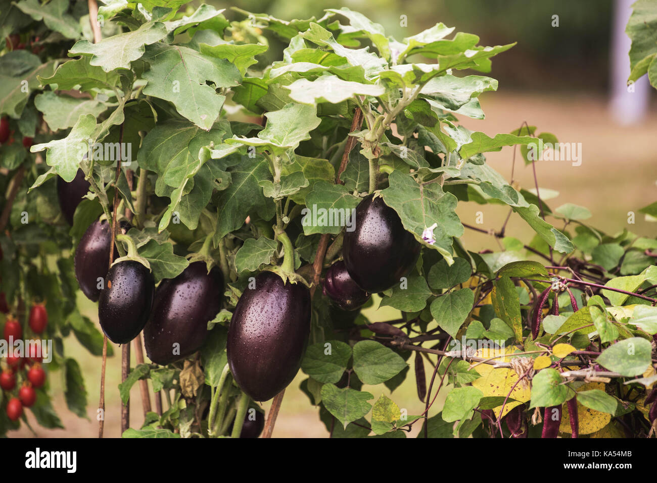 Brinjal Plant Images