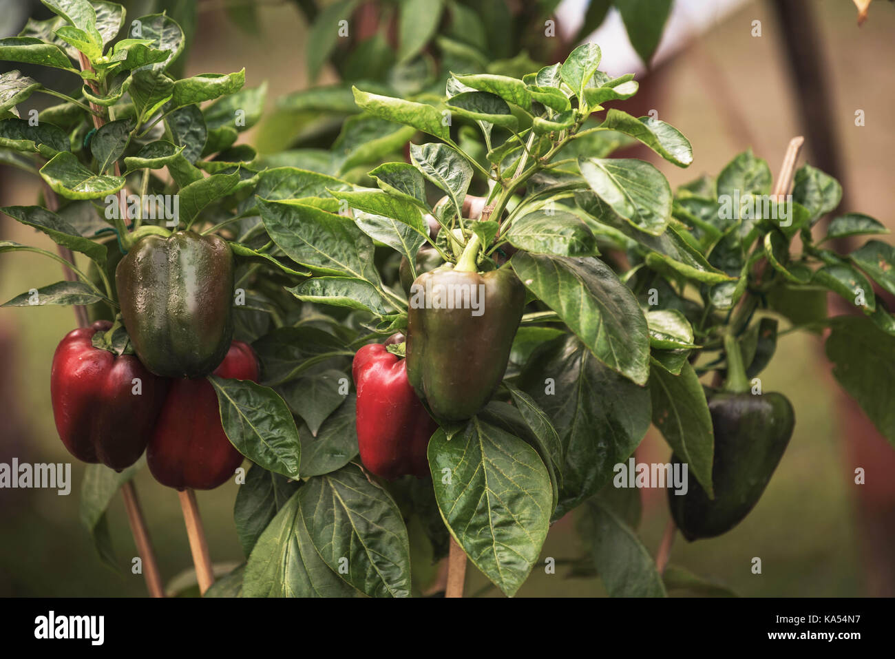 Capsicum, kolkata, west bengal, India, Asia Stock Photo - Alamy