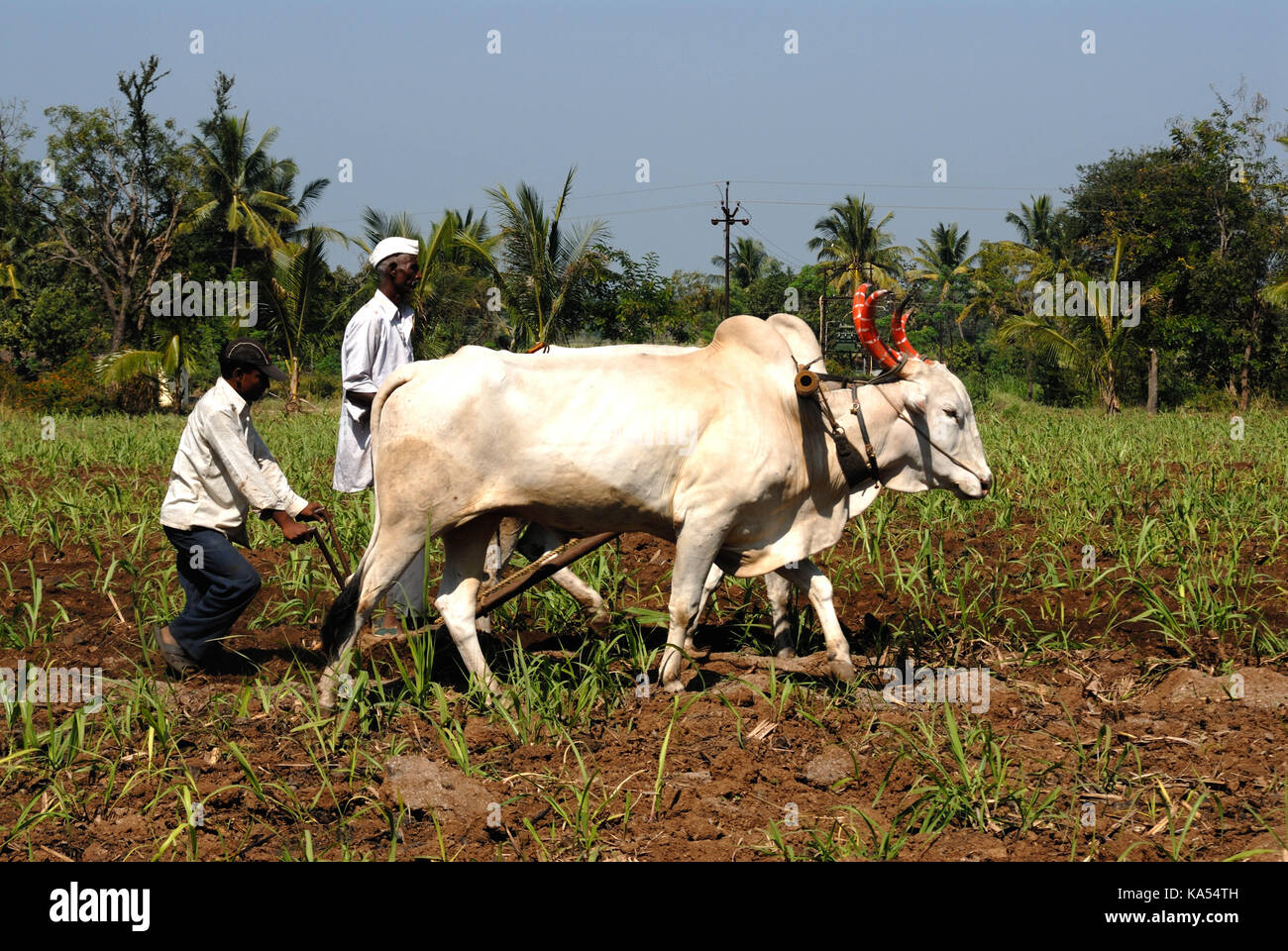 Plough pole hi-res stock photography and images - Alamy