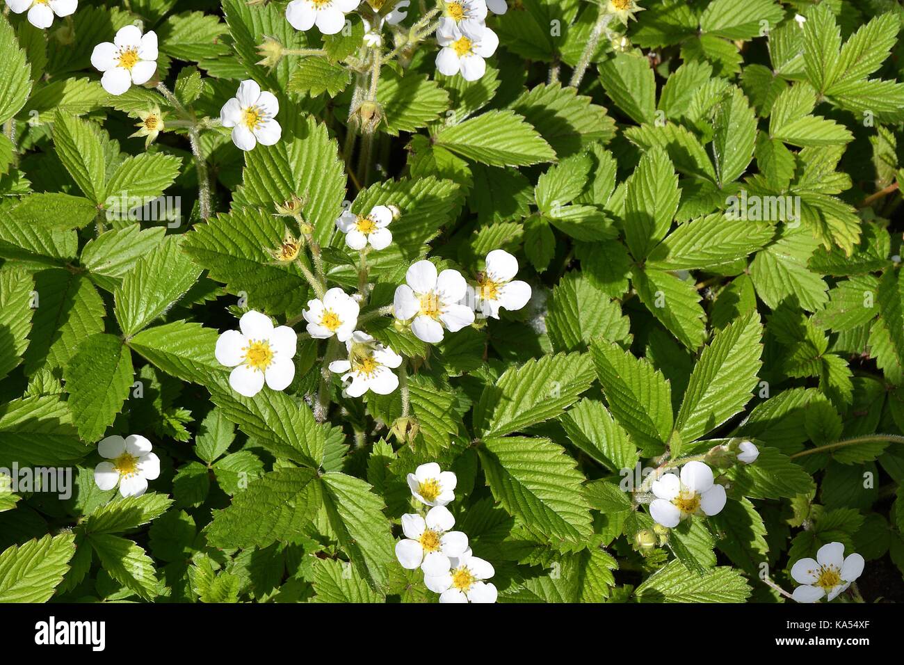 Flowers of wild strawberry in spring morning Stock Photo - Alamy