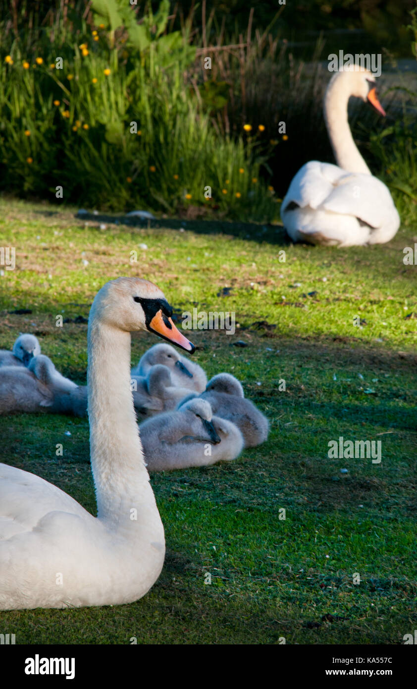 Pen (female) and Cob (male) Mute Swans with their young (cygnets Stock ...