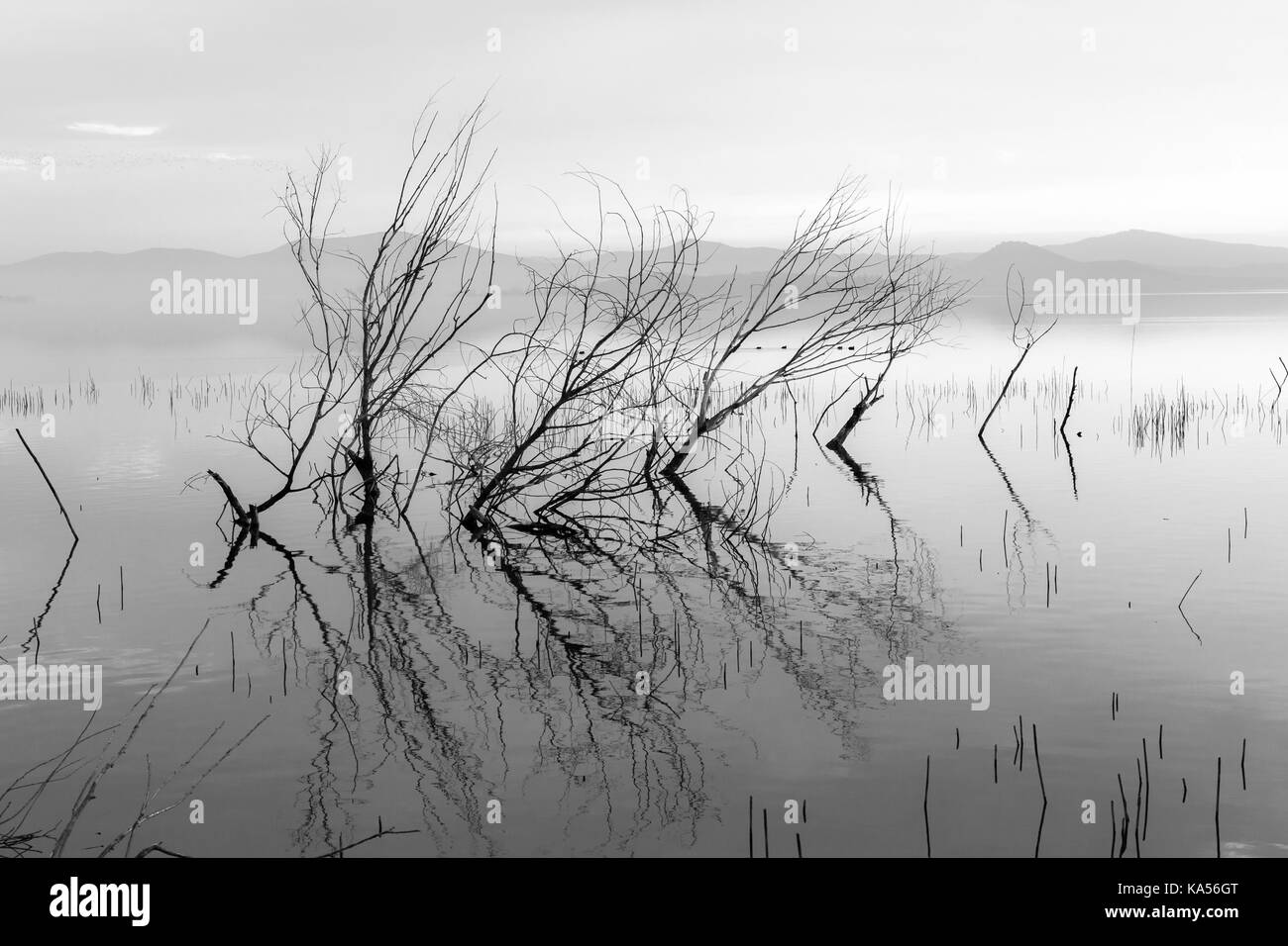 Suggestive trees Black and White Stock Photos & Images - Alamy