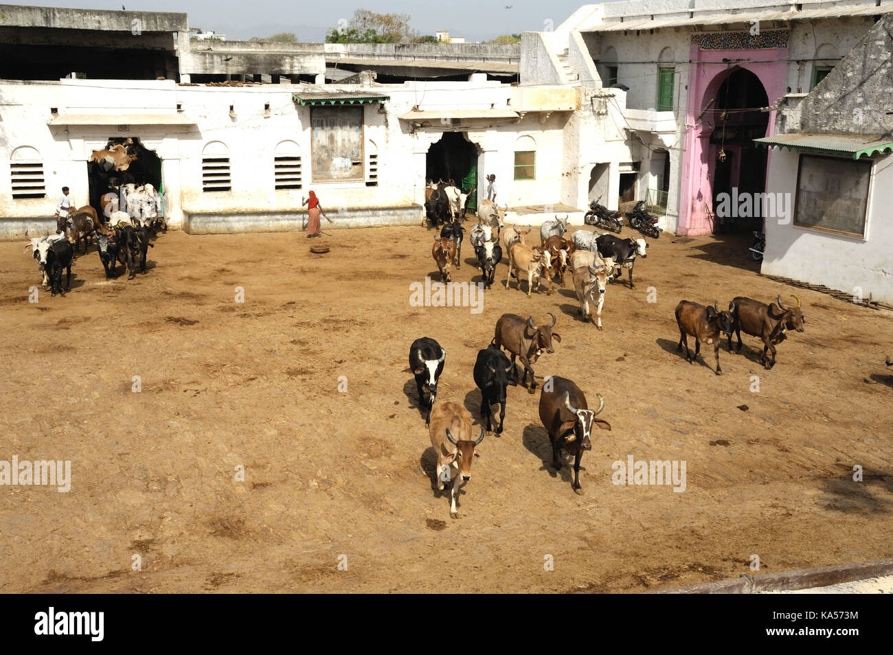 Cow shelter shrinathji temple nathdwara rajasthan , India, Asia Stock ...
