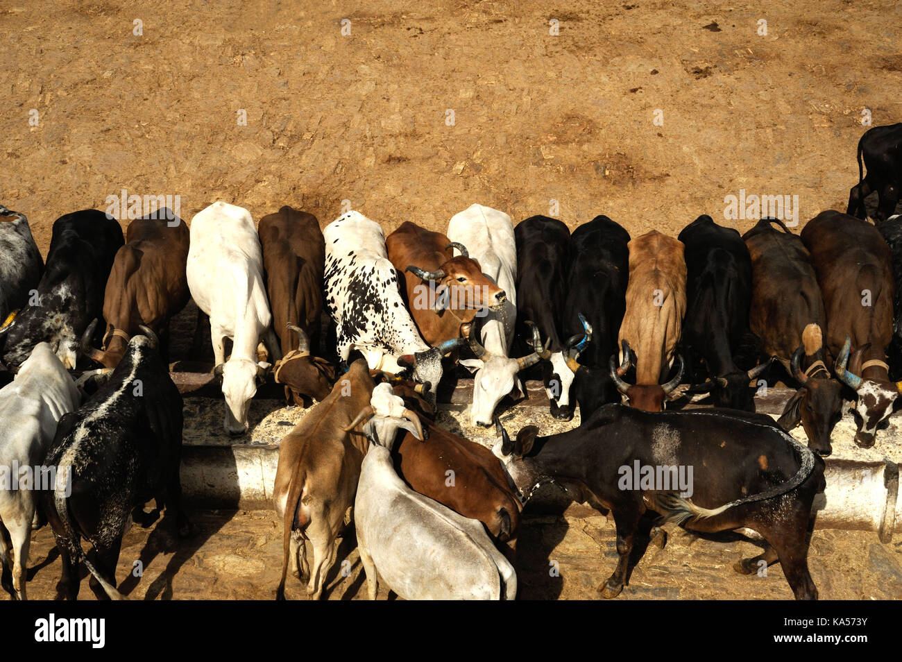 Gaushala hi-res stock photography and images - Alamy