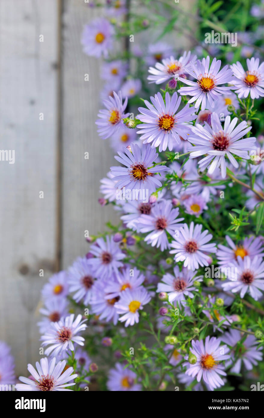 mauve flowers blooming on wooden background Stock Photo - Alamy