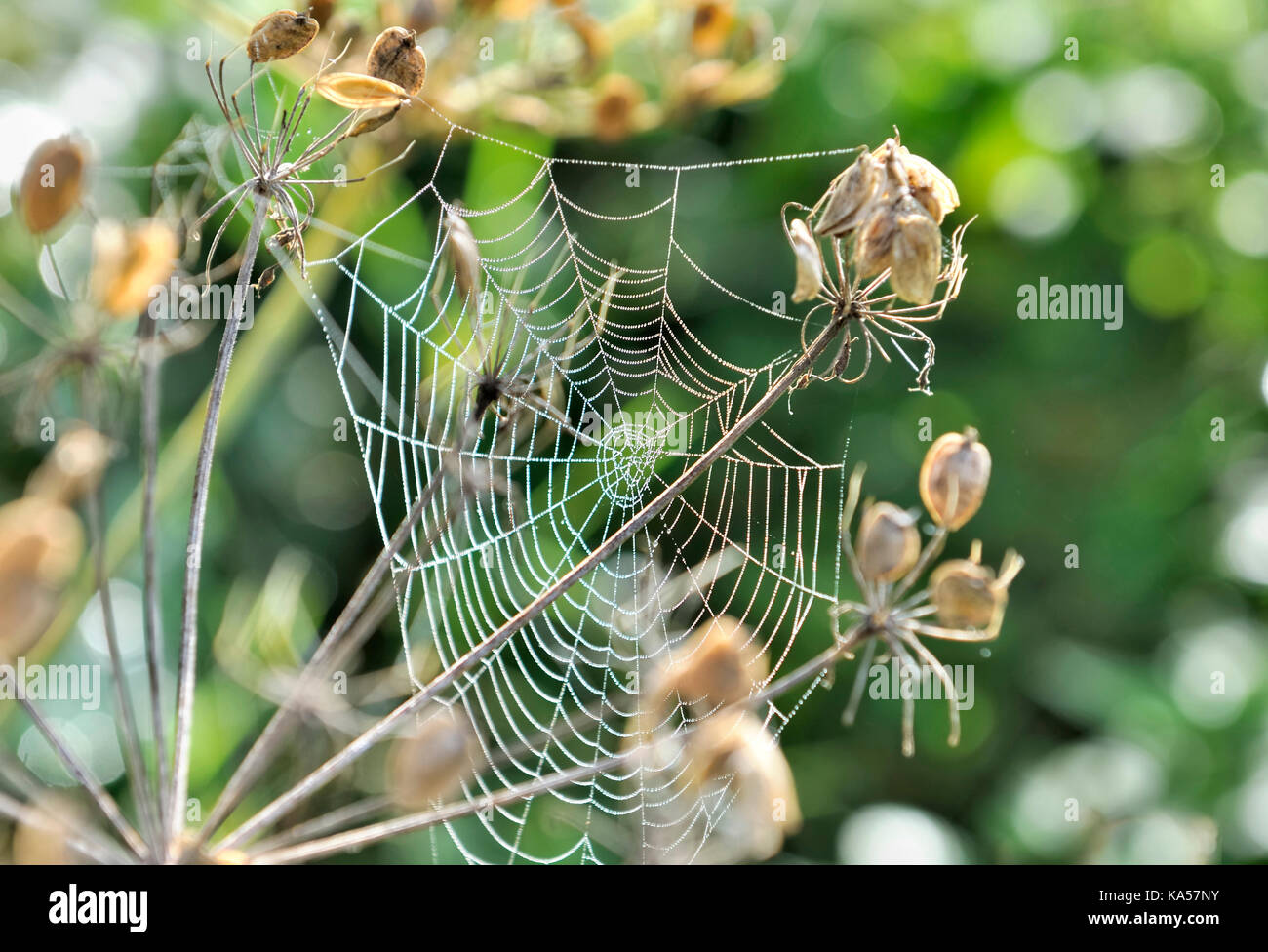spider web covered by dew between dy flowers Stock Photo - Alamy