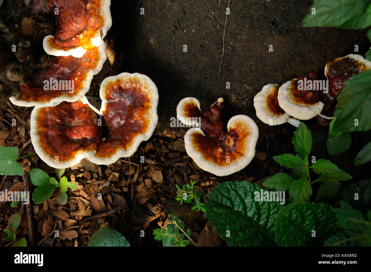 Fungus colors hi-res stock photography and images - Alamy