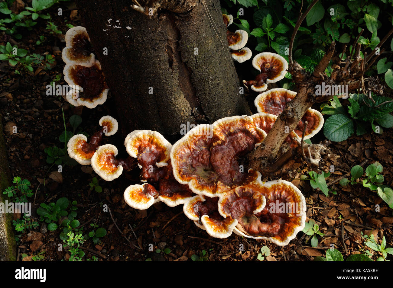 Fungus, India, Asia Stock Photo - Alamy