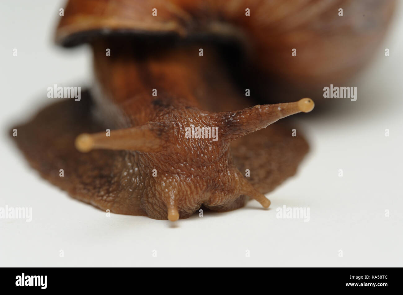 Indian snails hi-res stock photography and images - Alamy