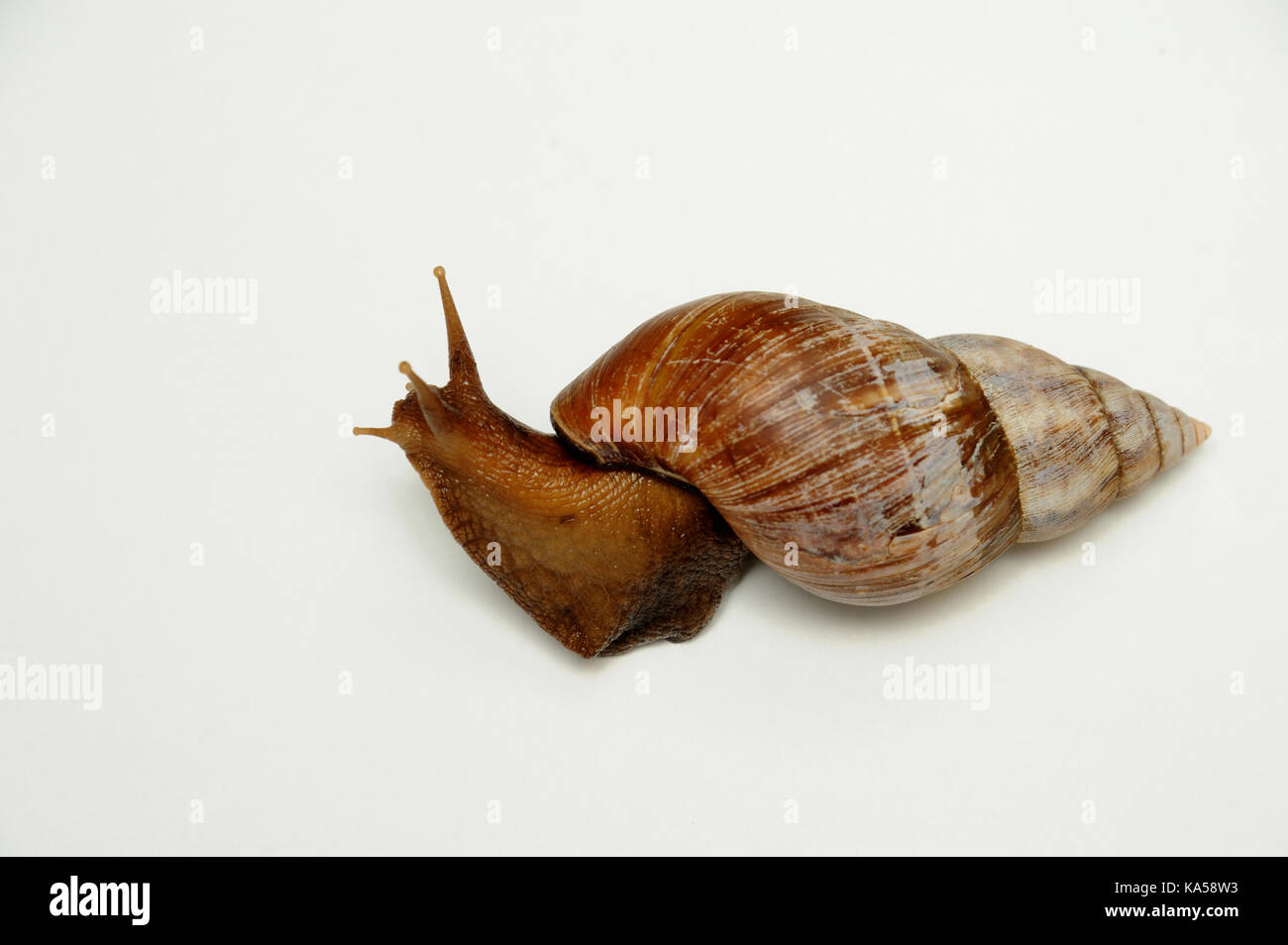 snail on white background, India, Asia - rmm 258791 Stock Photo - Alamy