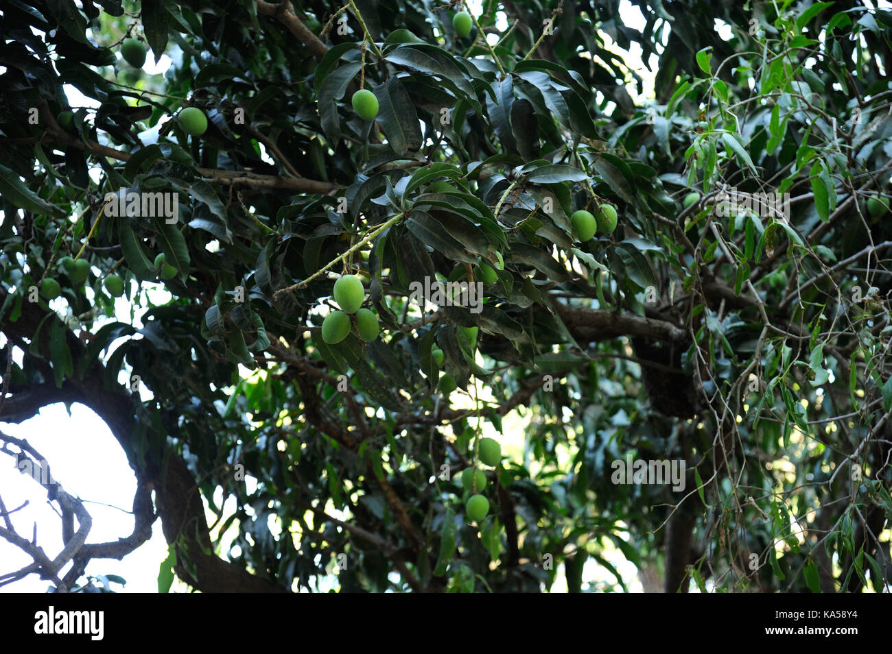 mango tree, mumbai, maharashtra, india, Asia - rmm 258796 Stock Photo ...