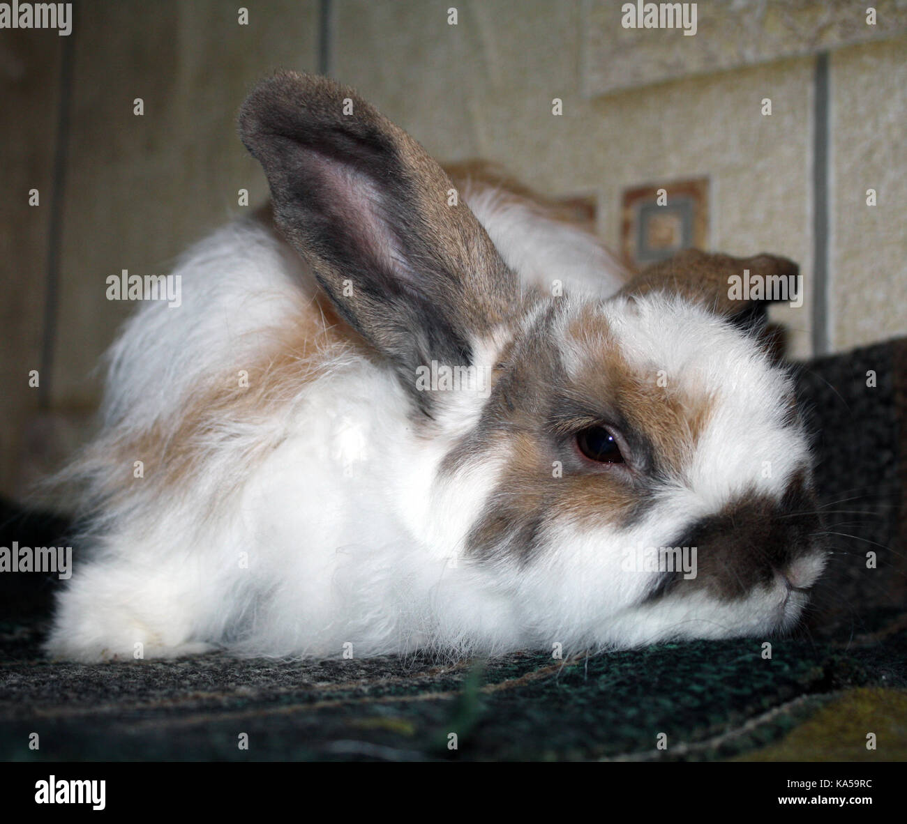 the spotty fluffy rabbit in the house Stock Photo - Alamy