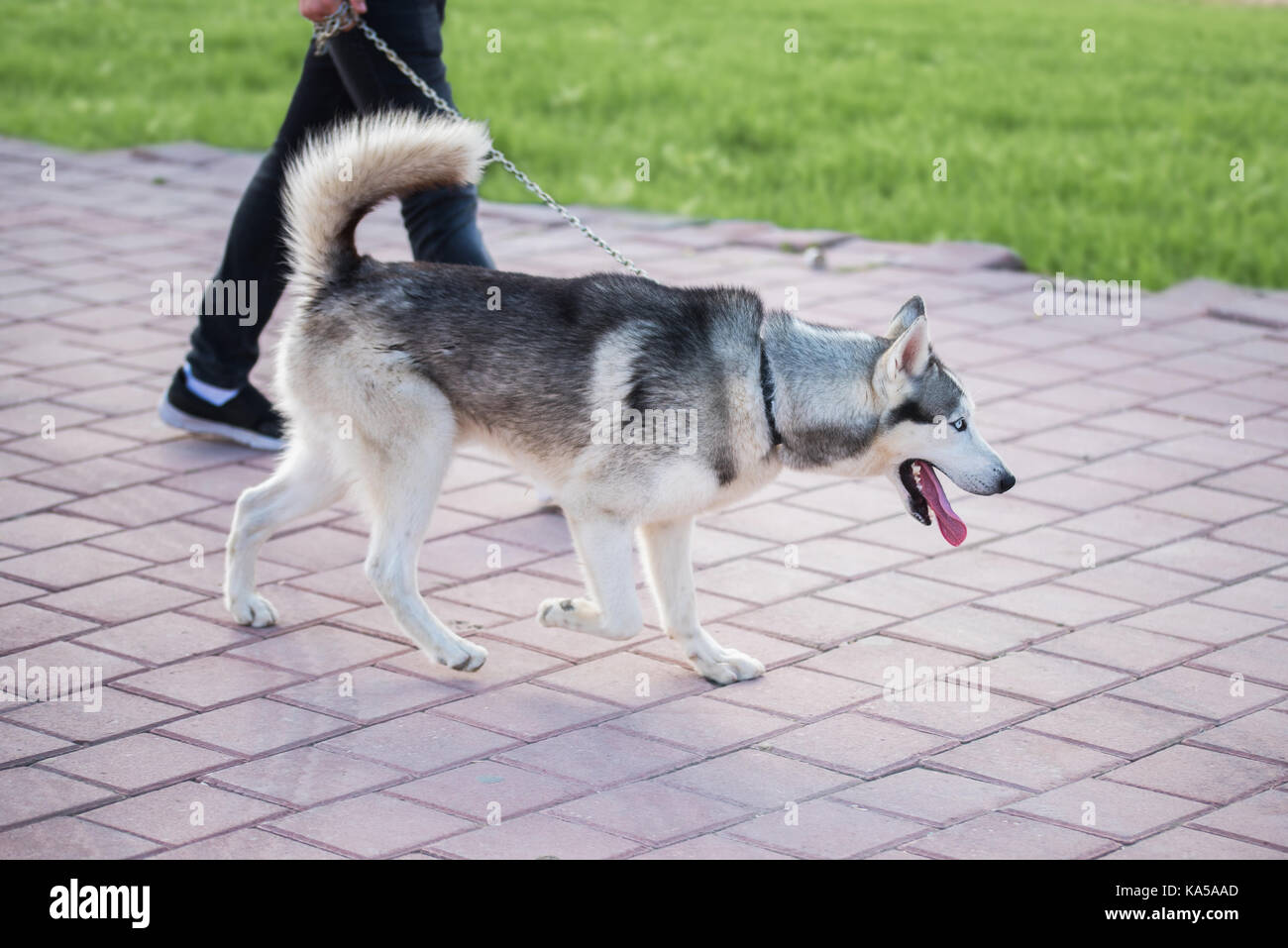 Man and Husky dog walk in the park Stock Photo - Alamy