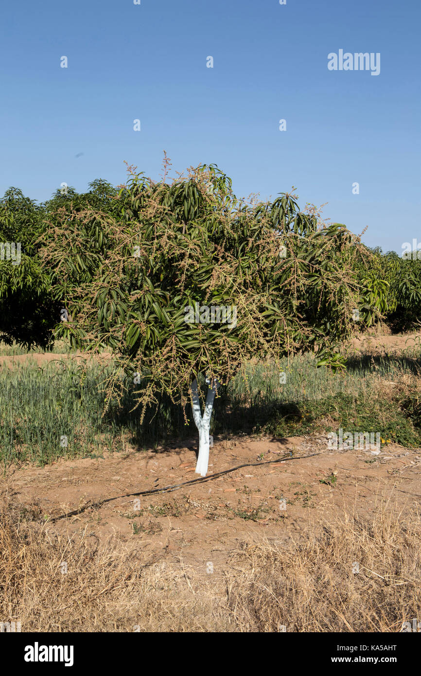 mango tree, sangli, maharashtra, India, Asia - sgg 258238 Stock Photo ...