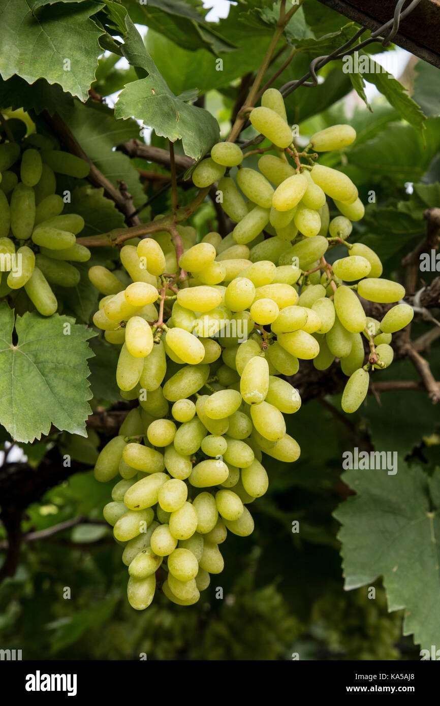 Sgg hi-res stock photography and images - Alamy