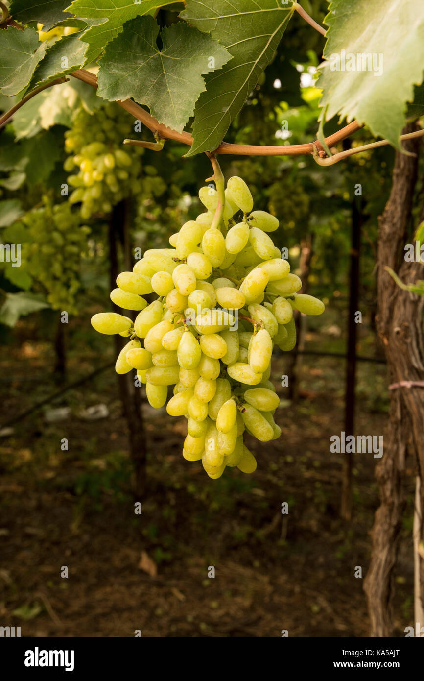 grapes plant, sangli, maharashtra, India, Asia - sgg 258242 Stock Photo ...