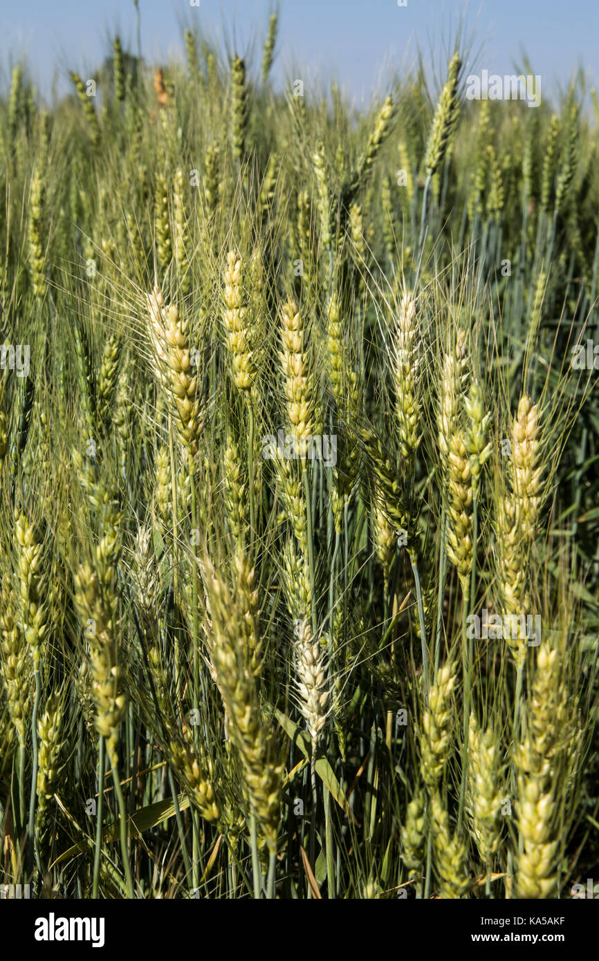 Sgg hi-res stock photography and images - Alamy