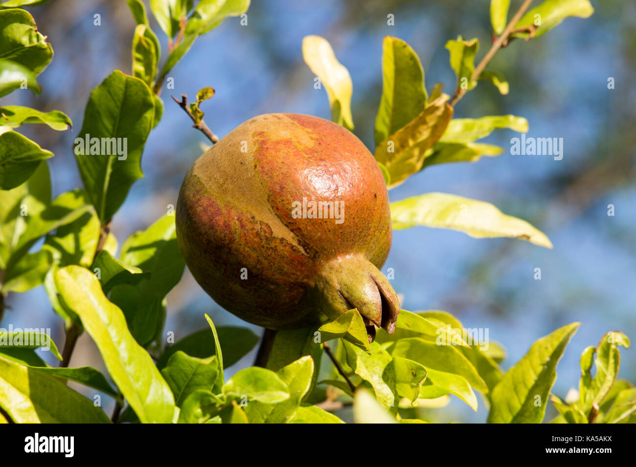 pomegranate tree, sangli, maharashtra, India, Asia - sgg 258245 Stock ...