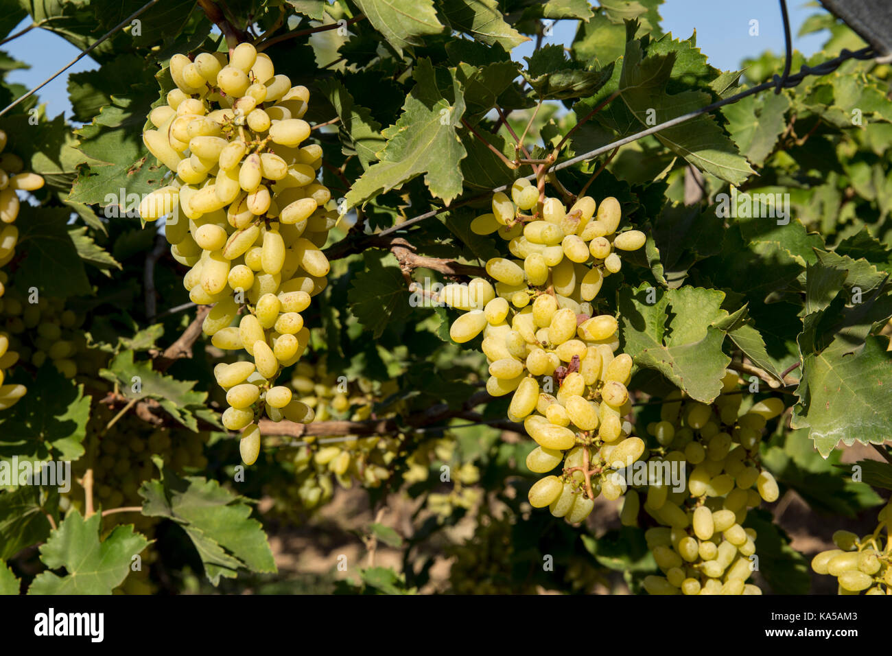 grapes plant, sangli, maharashtra, India, Asia - sgg 258247 Stock Photo ...