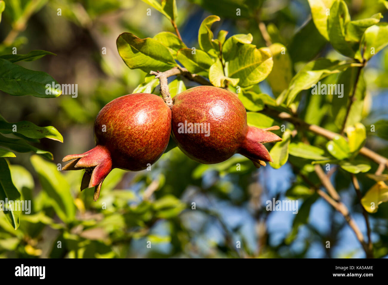 pomegranate tree, sangli, maharashtra, India, Asia - sgg 258248 Stock ...