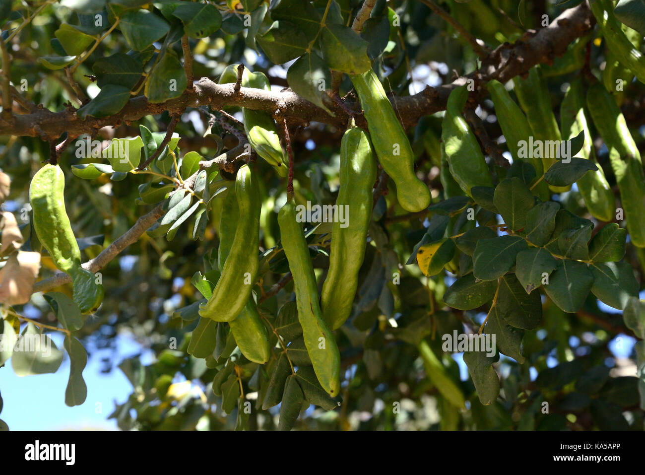 Locust Tree High Resolution Stock Photography and Images - Alamy