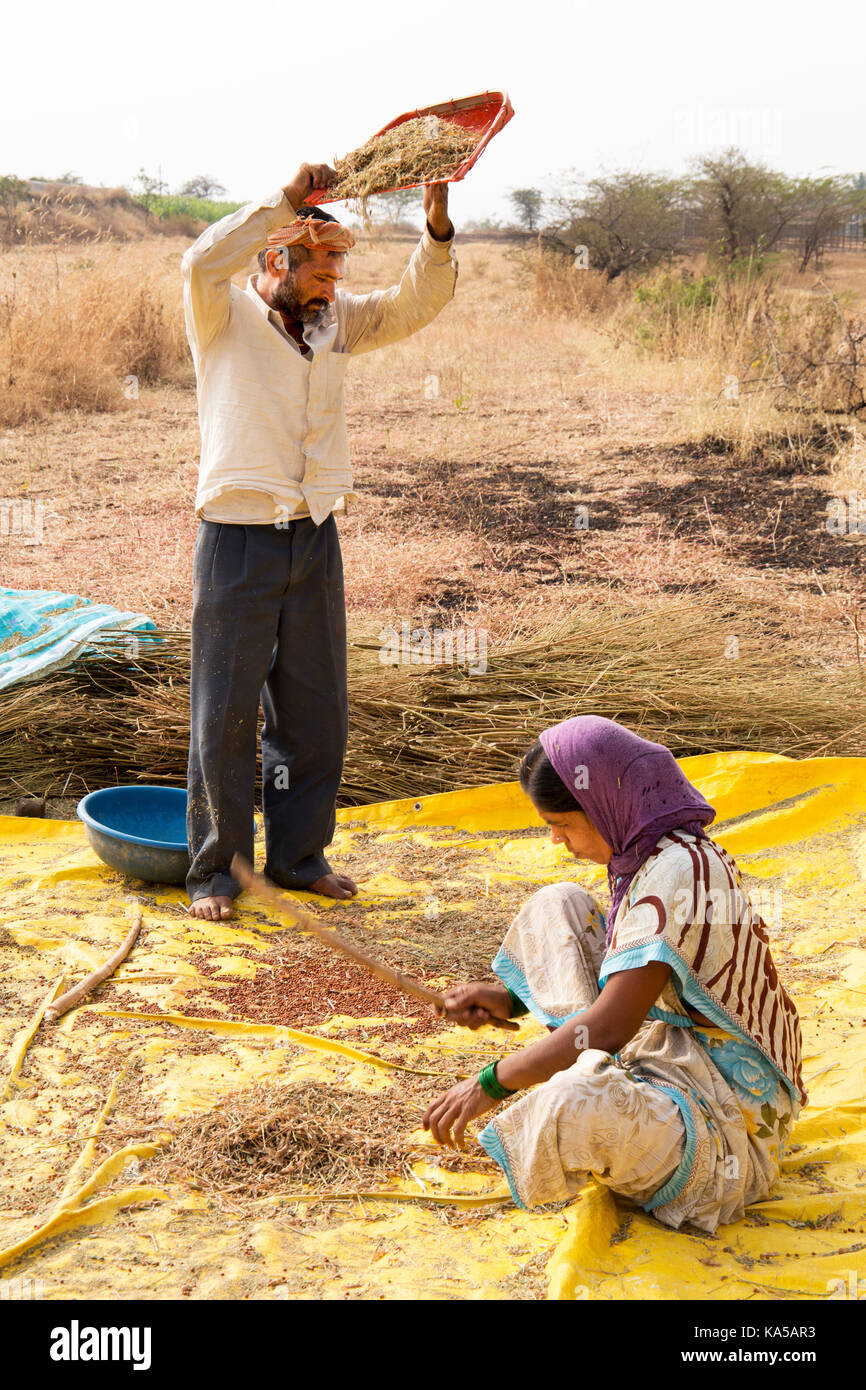 woman threshing crop in field, sangli, maharashtra, India, Asia MR#793 ...