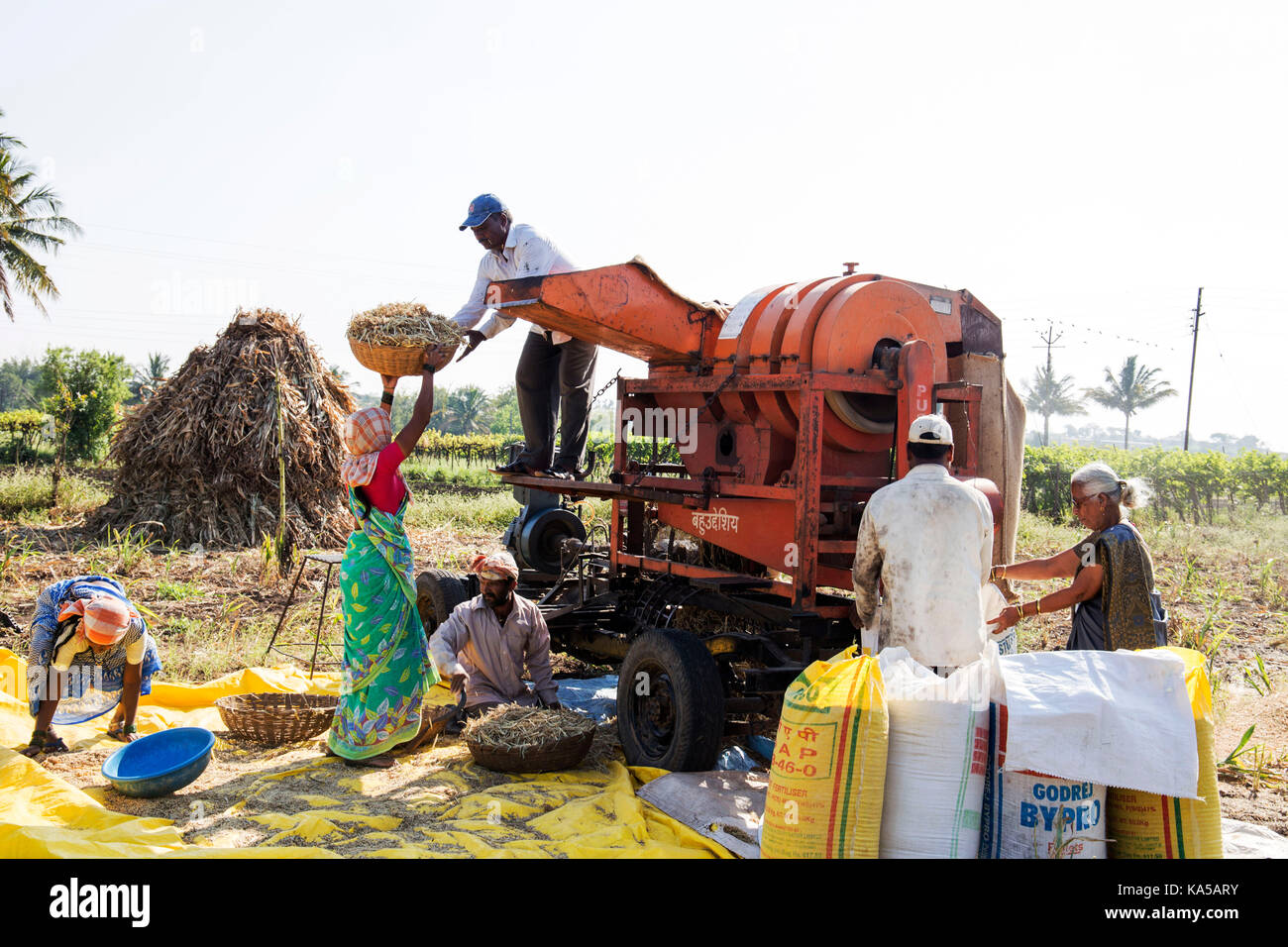 Jowar High Resolution Stock Photography and Images - Alamy