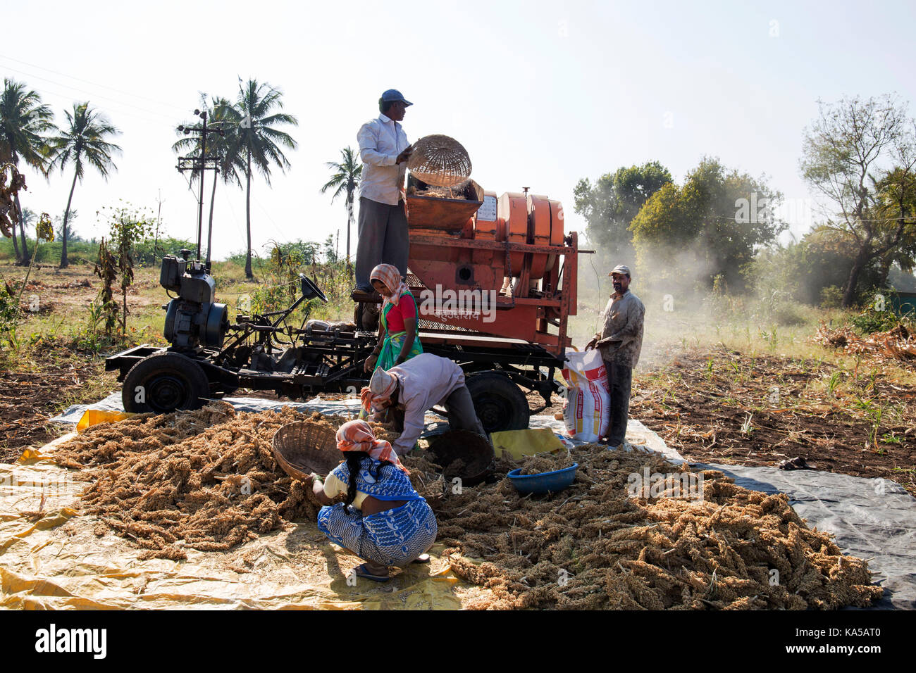 Jowar in harvesting machine, Chinchani, maharashtra, India, Asia Stock ...
