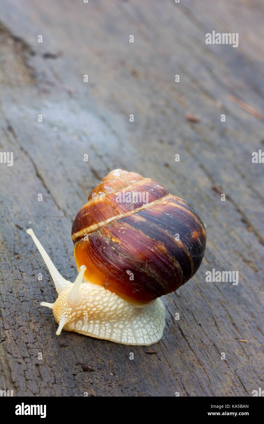 snail with a white body moves along an old black wooden plank after ...