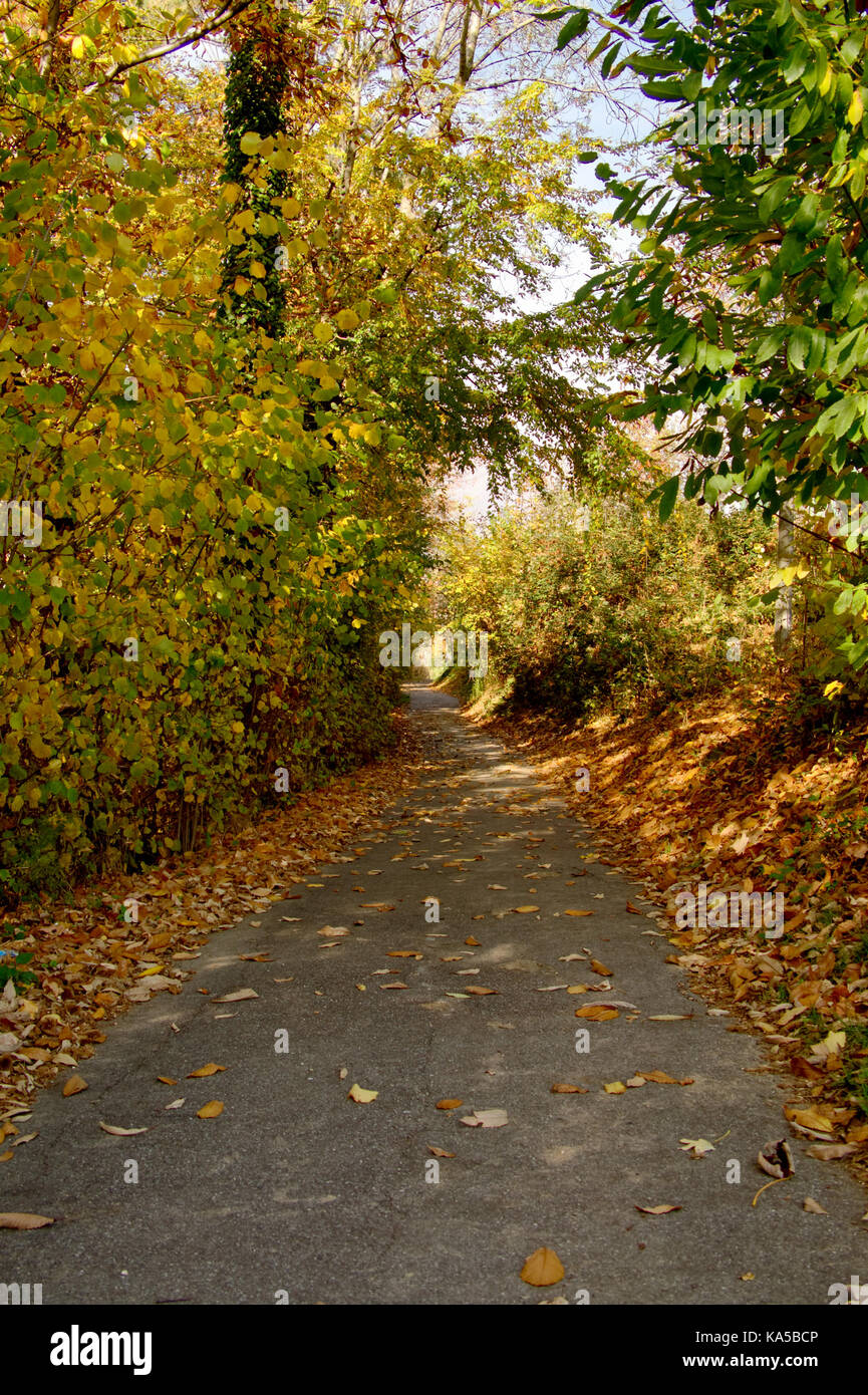Arched trees hi-res stock photography and images - Alamy
