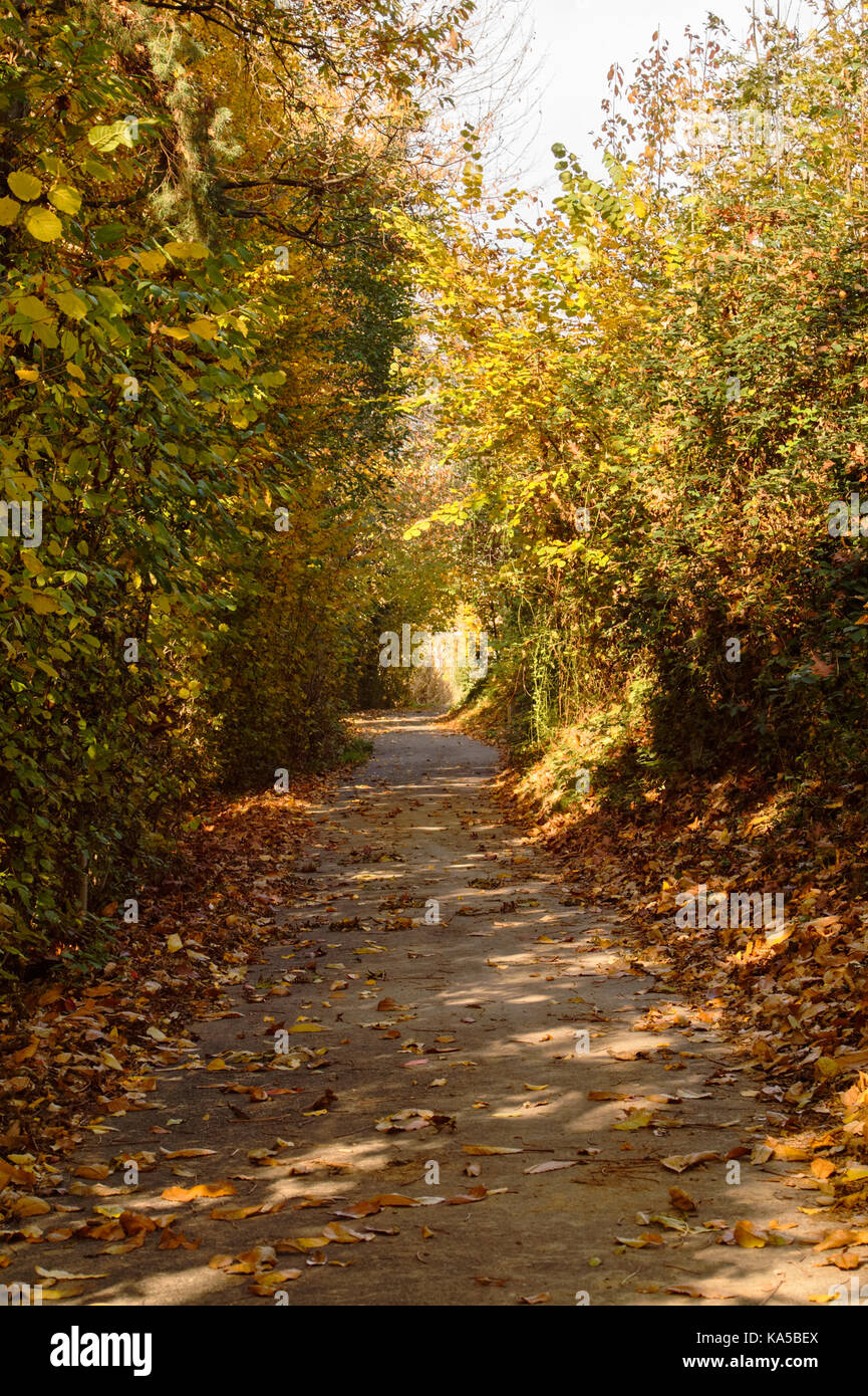 Arched trees hi-res stock photography and images - Alamy