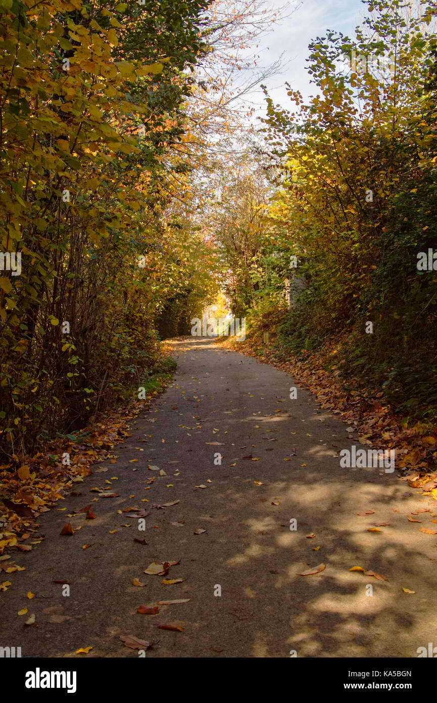 Arched Trees Stock Photos & Arched Trees Stock Images - Alamy