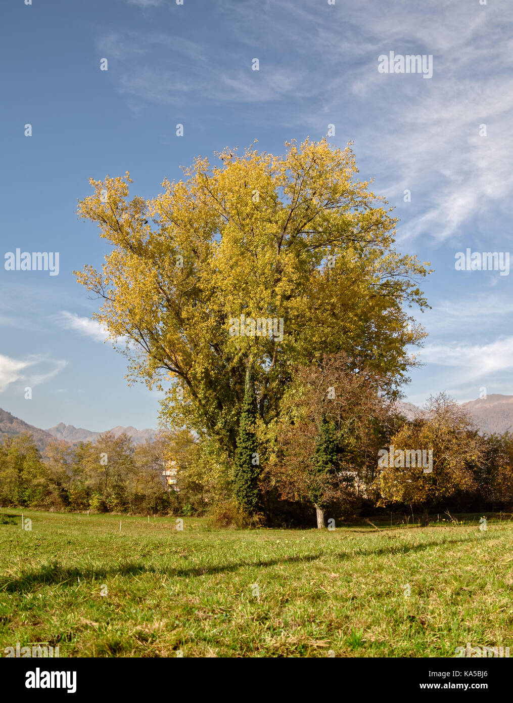 Walnut tree scenery hi-res stock photography and images - Alamy