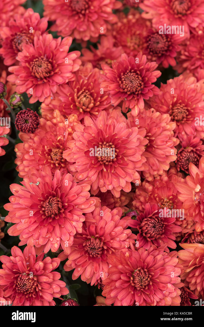 Bronze red flower heads hi-res stock photography and images - Alamy