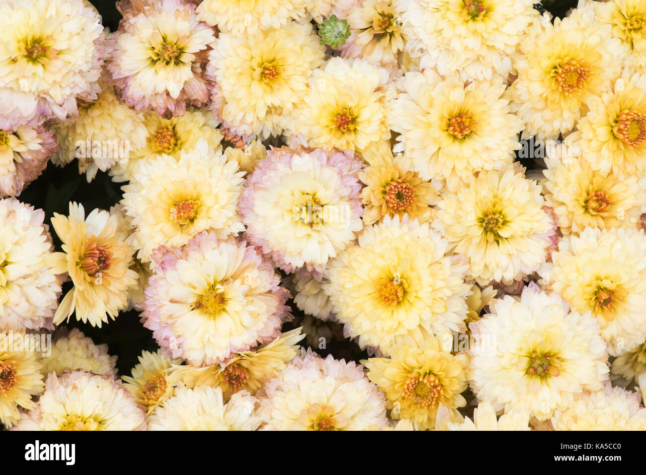 Chrysanthemum prelude Popcorn flowers. UK. Poppins Series of dwarf ...