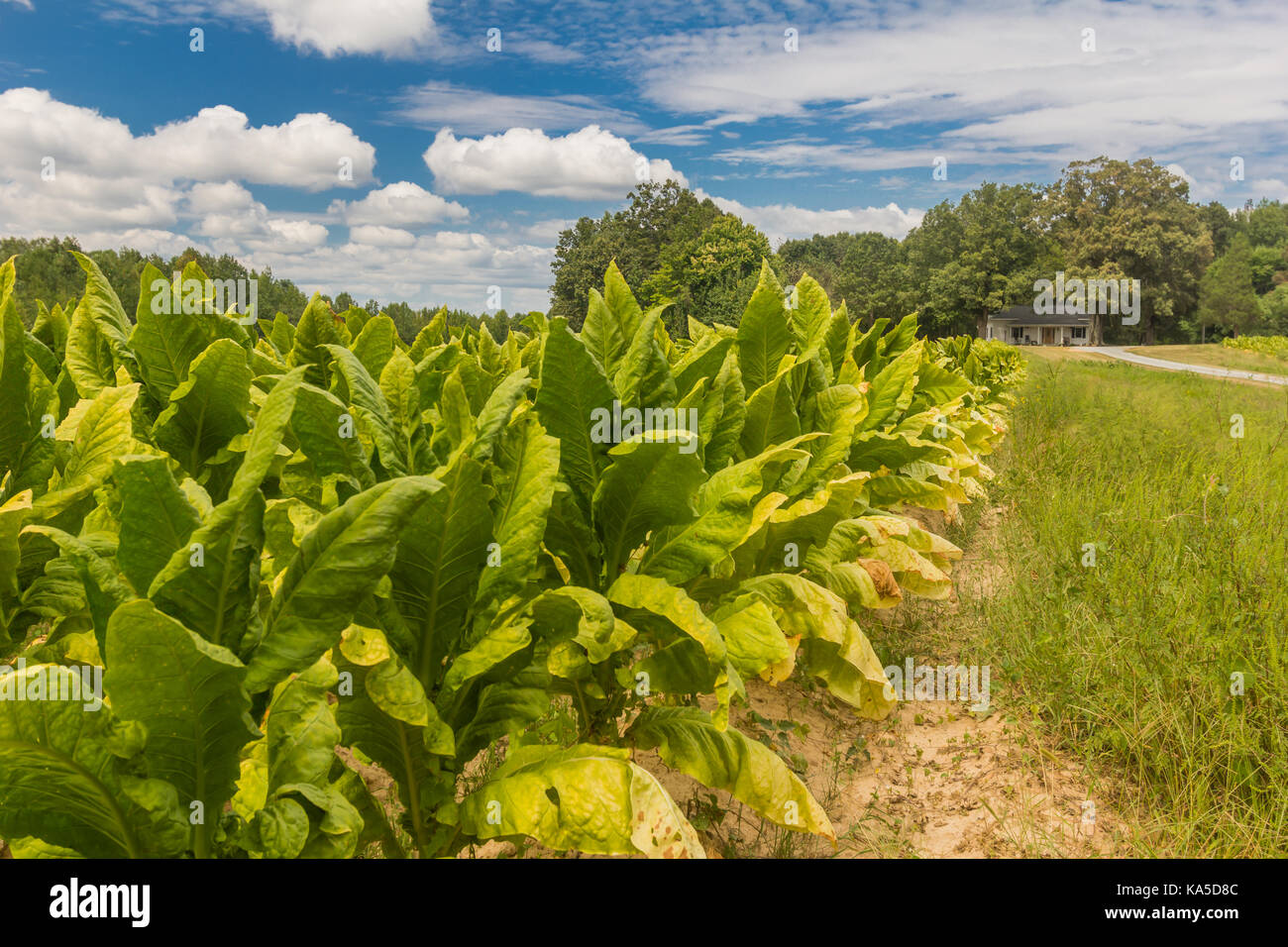 Tobacco field in rural Virginia, USA Stock Photo - Alamy