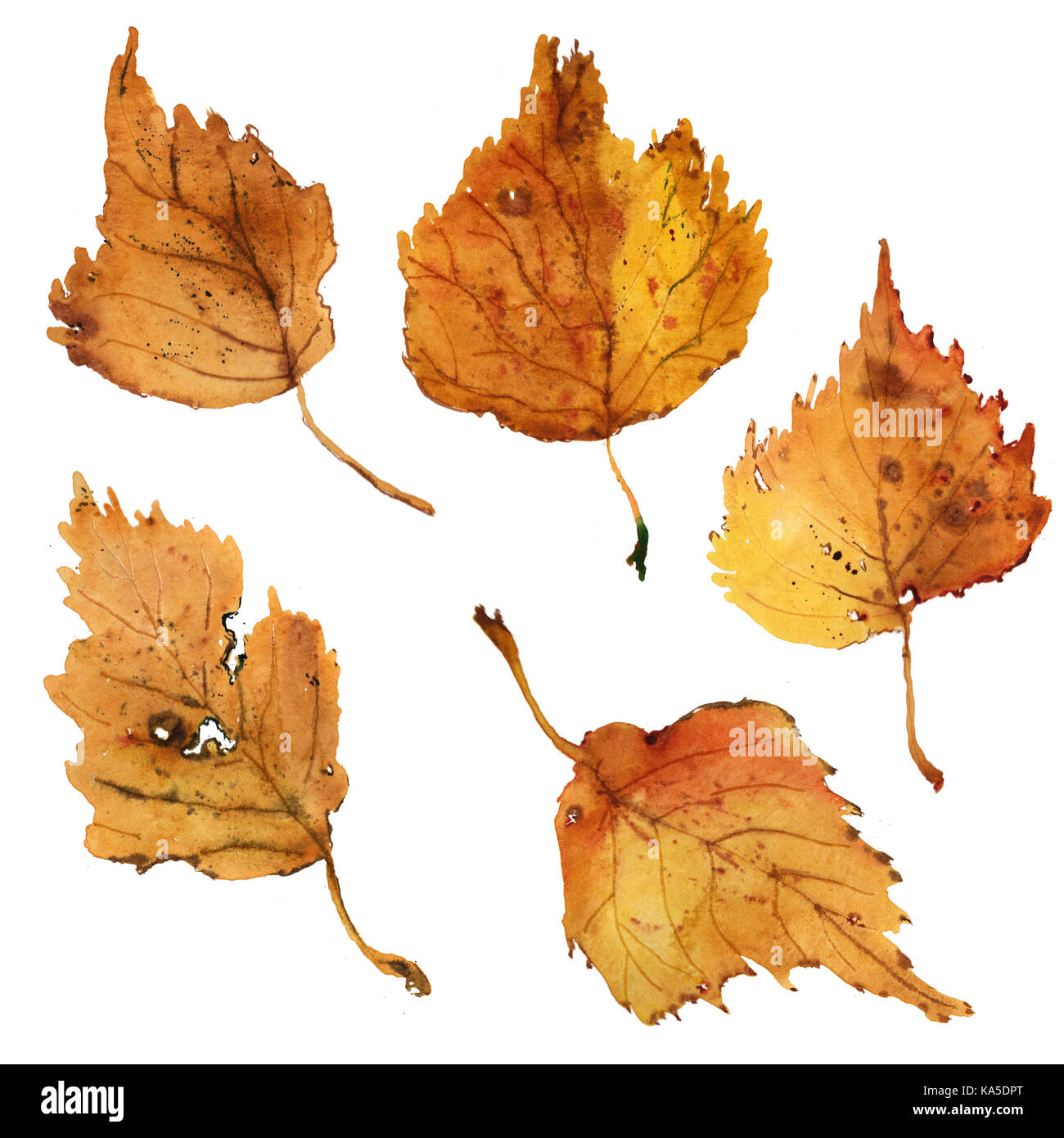 Birch tree watercolor hi-res stock photography and images - Alamy