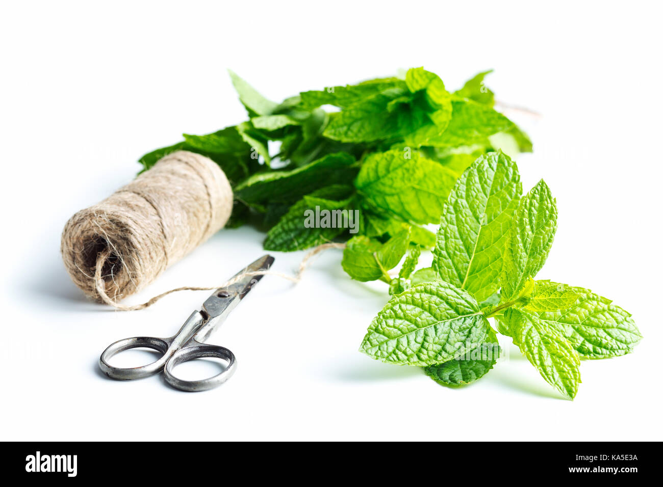Branch mint leaves and thread with scissors isolated on white ...