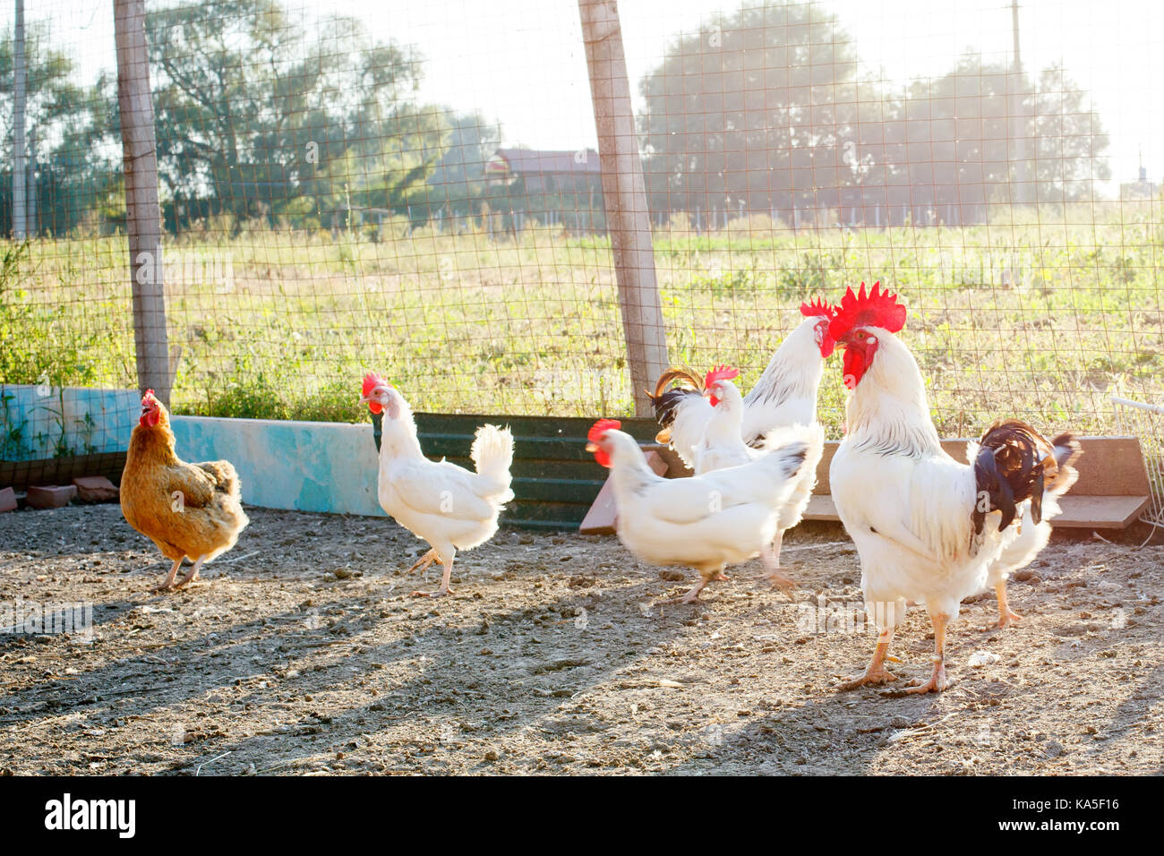 Hens and roosters on a traditional organic farm Stock Photo - Alamy