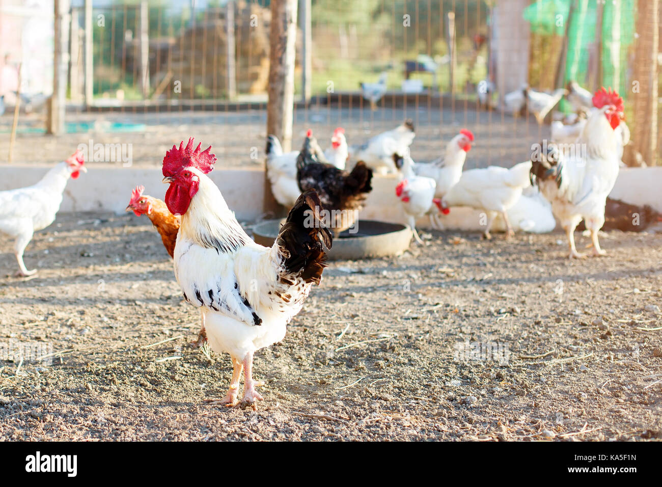 Roosters and farm hi-res stock photography and images - Alamy