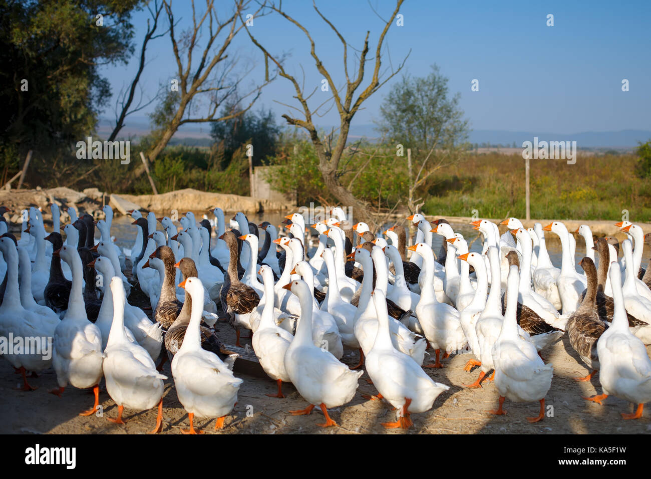 A group of geese on the poultry farm Stock Photo - Alamy