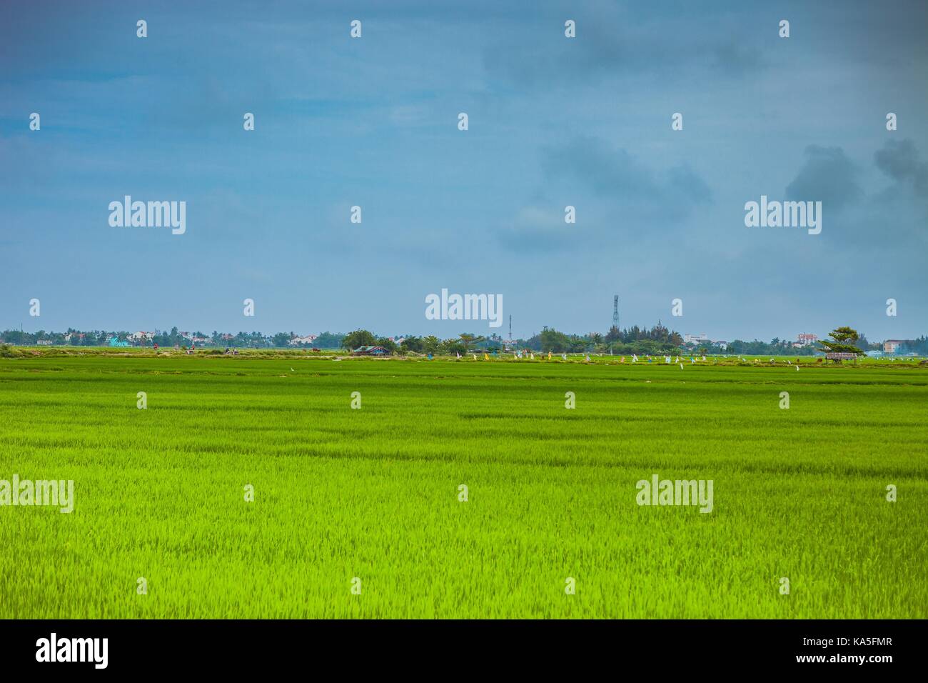 Green rice field and carst mounains. Hoi An, Vietnam Stock Photo - Alamy