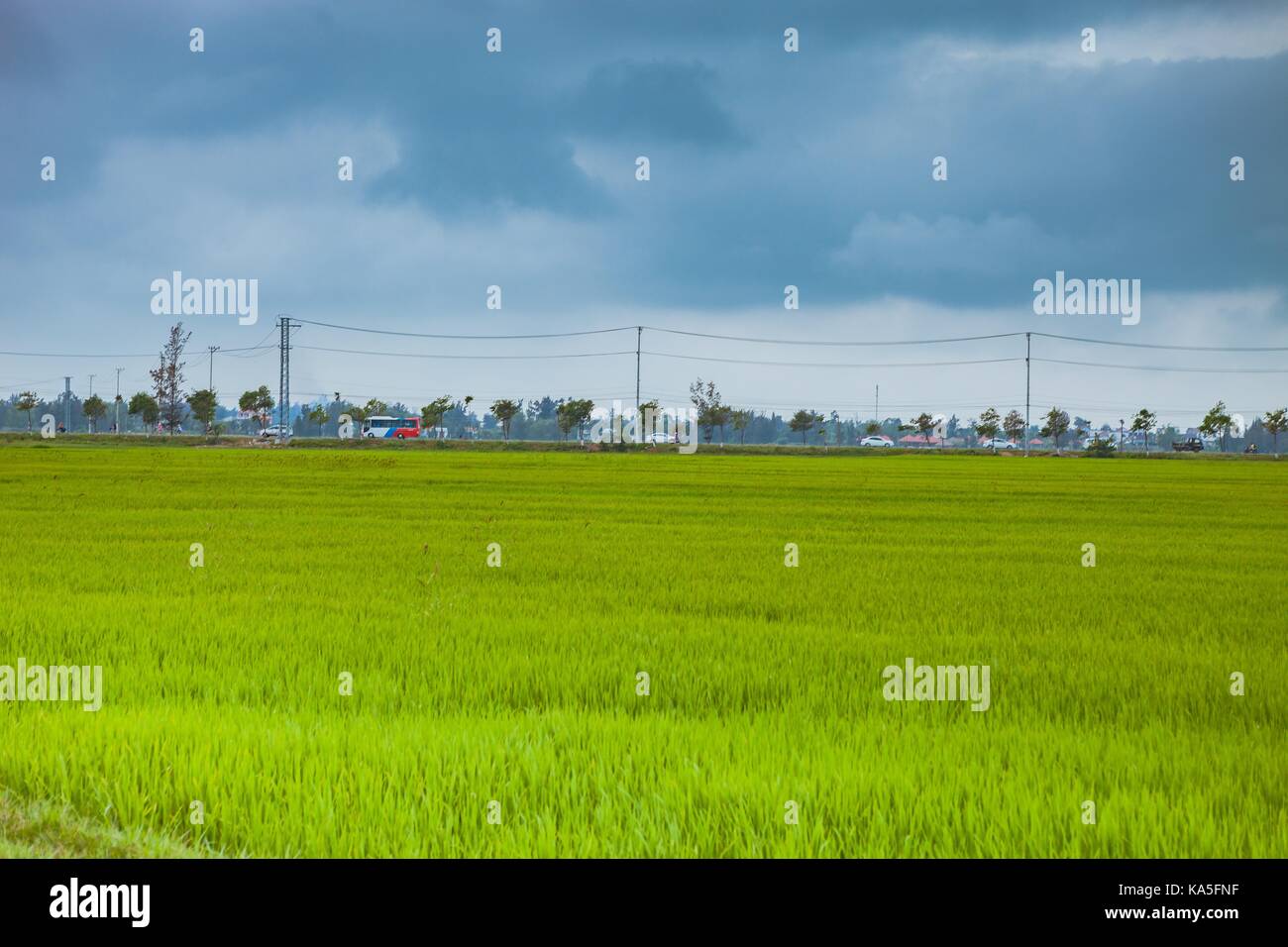 Green rice field and carst mounains. Hoi An, Vietnam Stock Photo - Alamy