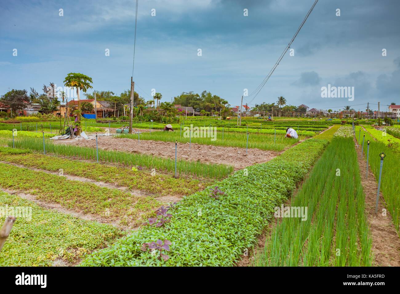 Tra que village vietnam hi-res stock photography and images - Alamy